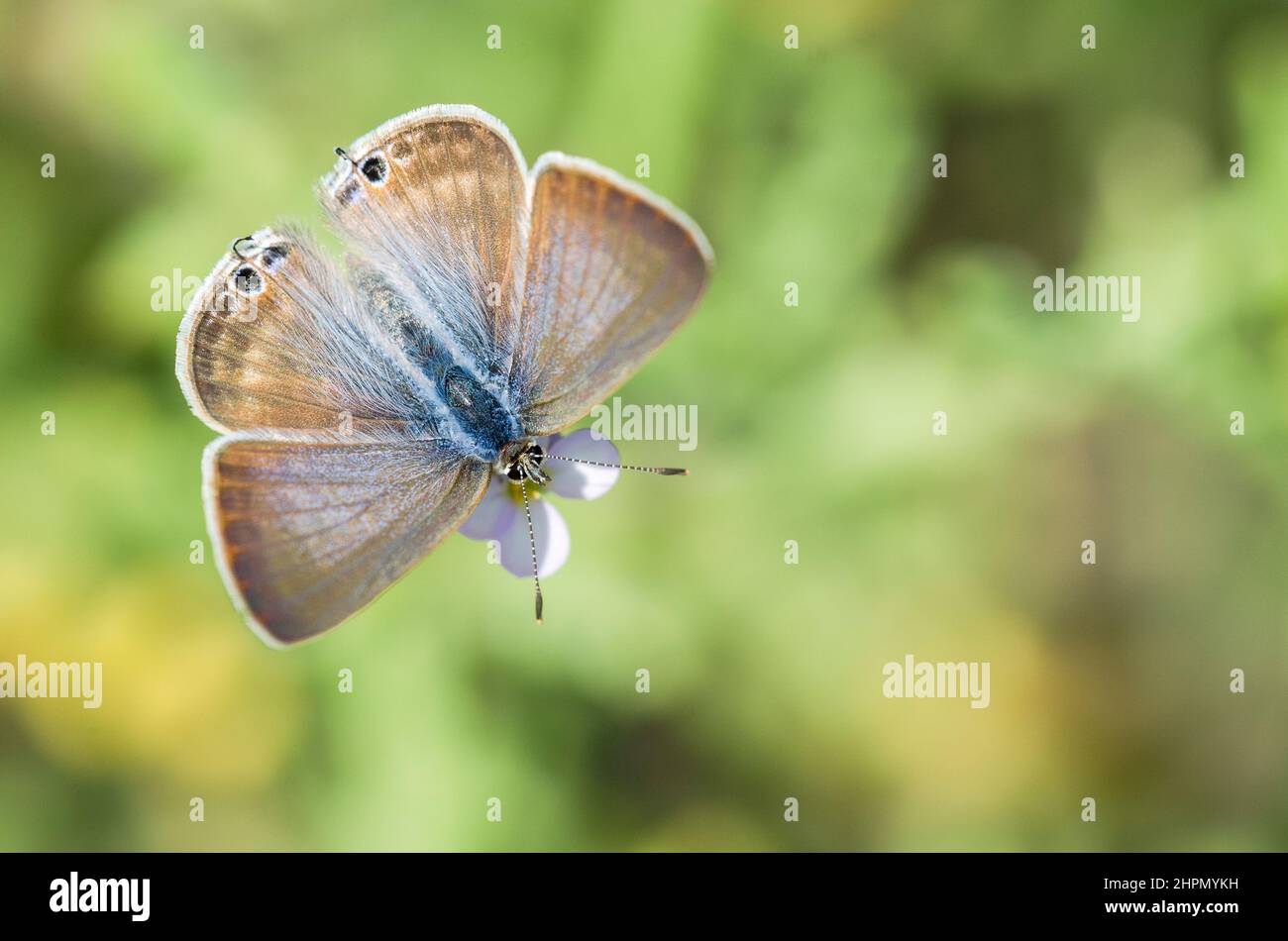 Long tailed blue butterflies hi-res stock photography and images - Alamy