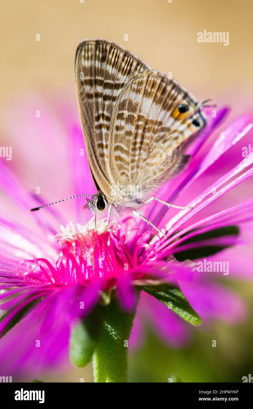 Long tailed blue butterflies hi-res stock photography and images - Alamy