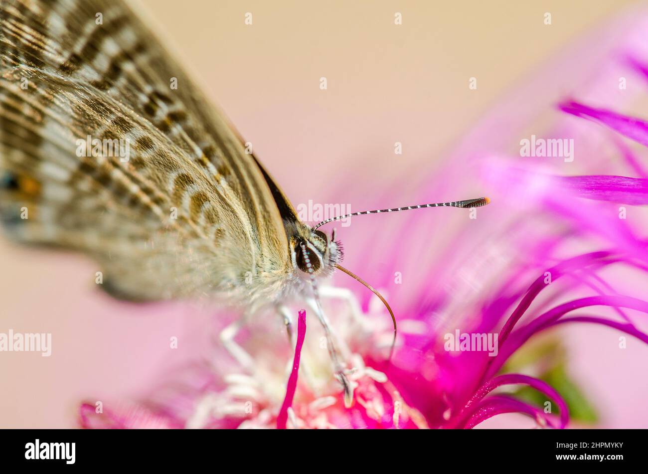 Pea blue or long-tailed blue (Lampides boeticus Stock Photo - Alamy