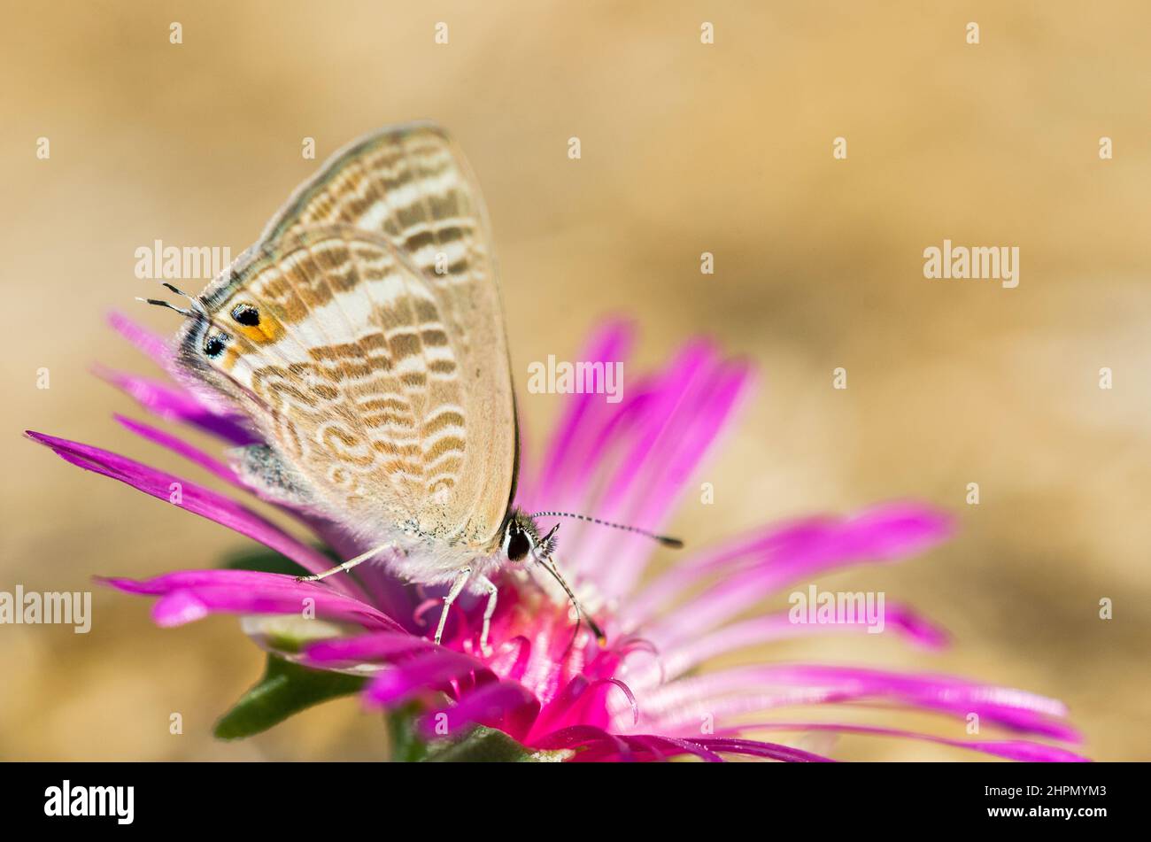 Long tailed blue butterflies hi-res stock photography and images - Alamy