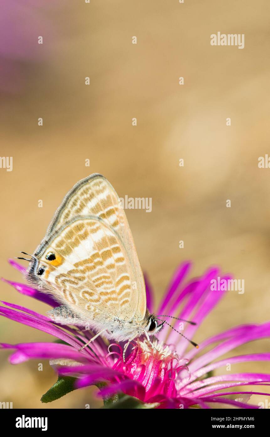 Long tailed blue butterflies hi-res stock photography and images - Alamy