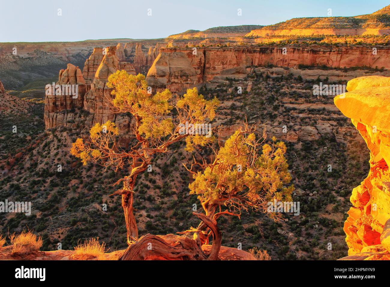 Juniper tree at Grand View overlook in Colorado National Monument ...