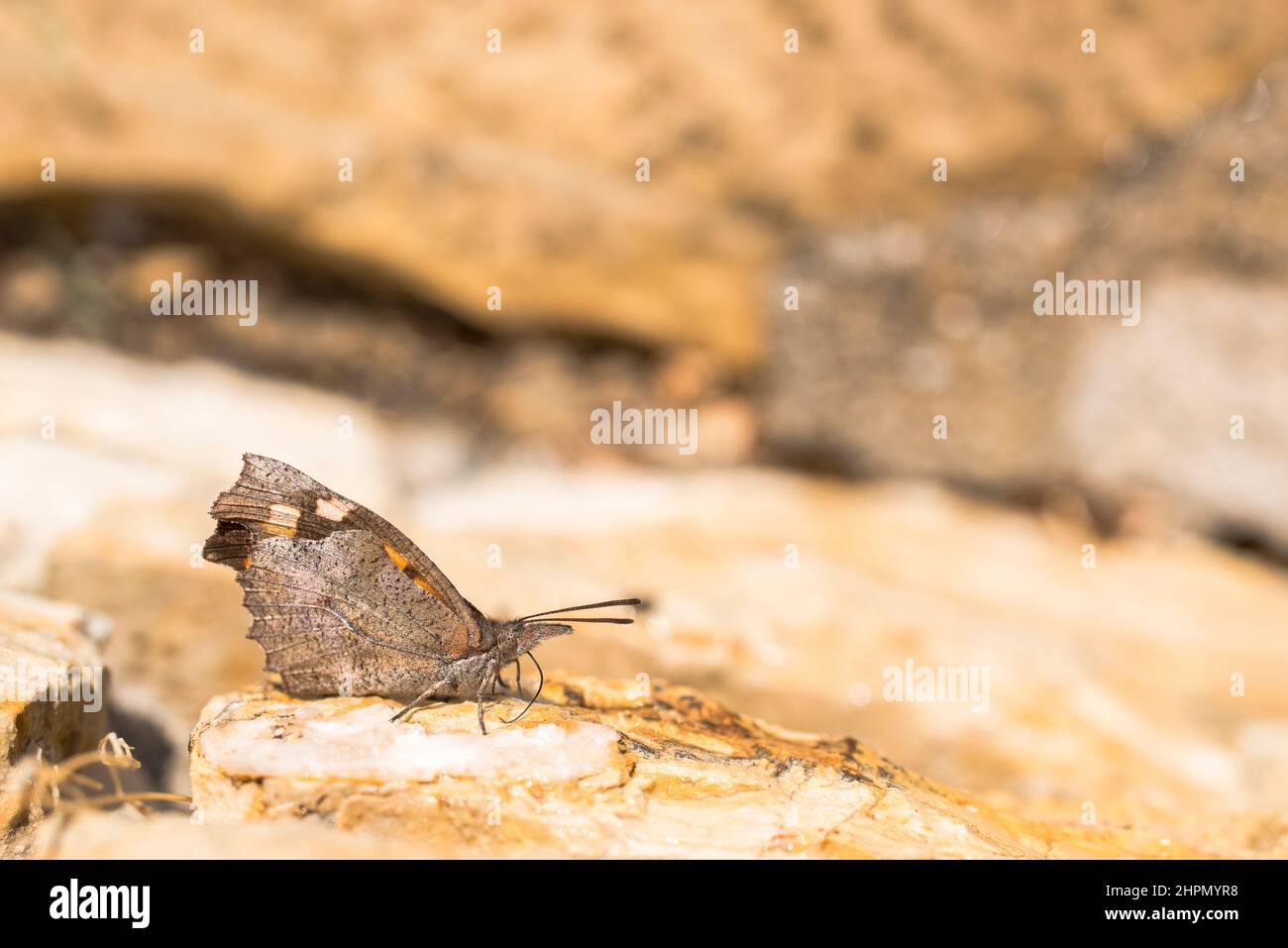 Libythea celtis, the European beak or nettle-tree butterfly, is a ...