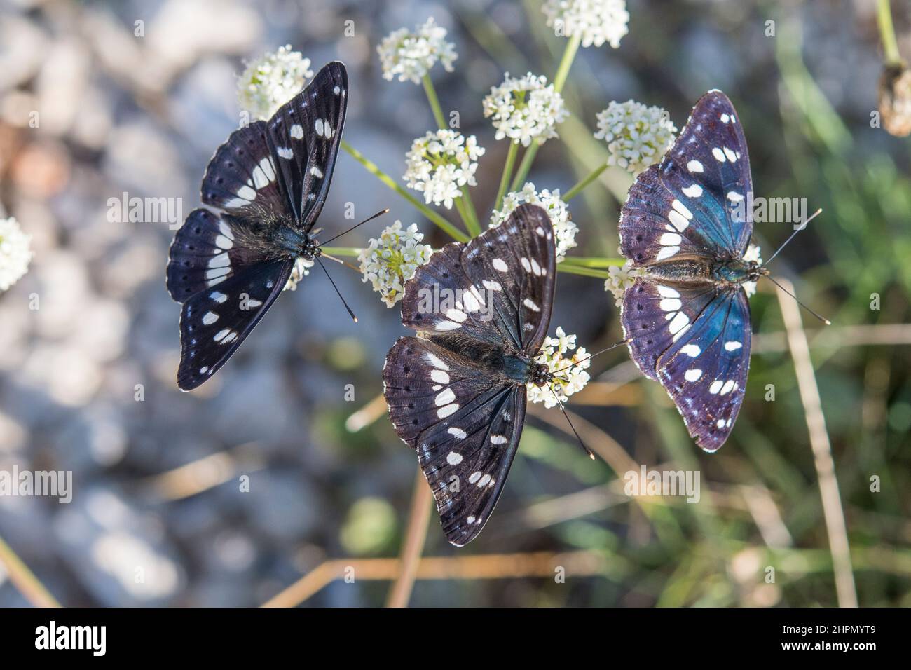 Limenitis reducta, the southern white admiral, is a butterfly of the ...