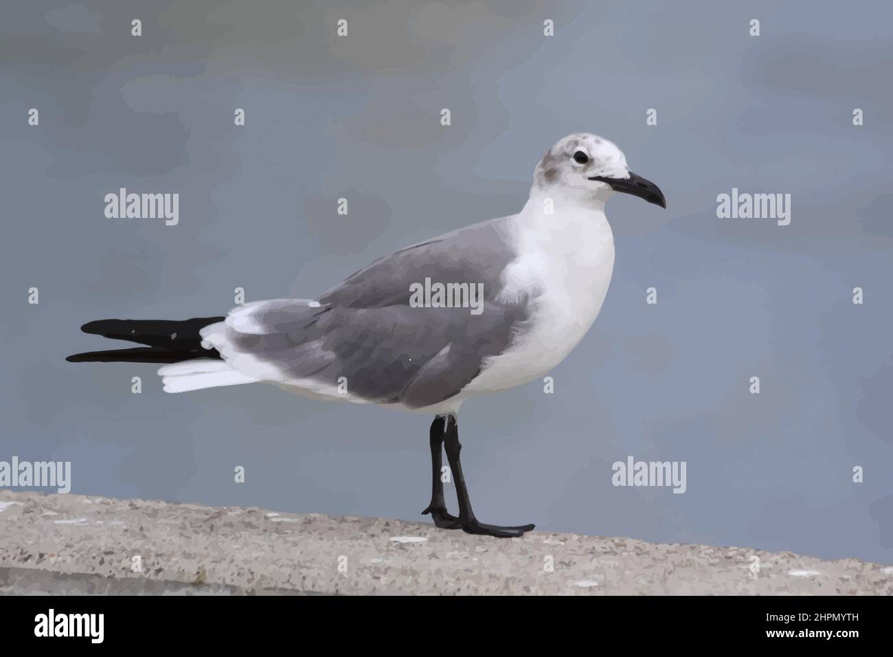 Seagull standing on sea Stock Vector Images - Alamy