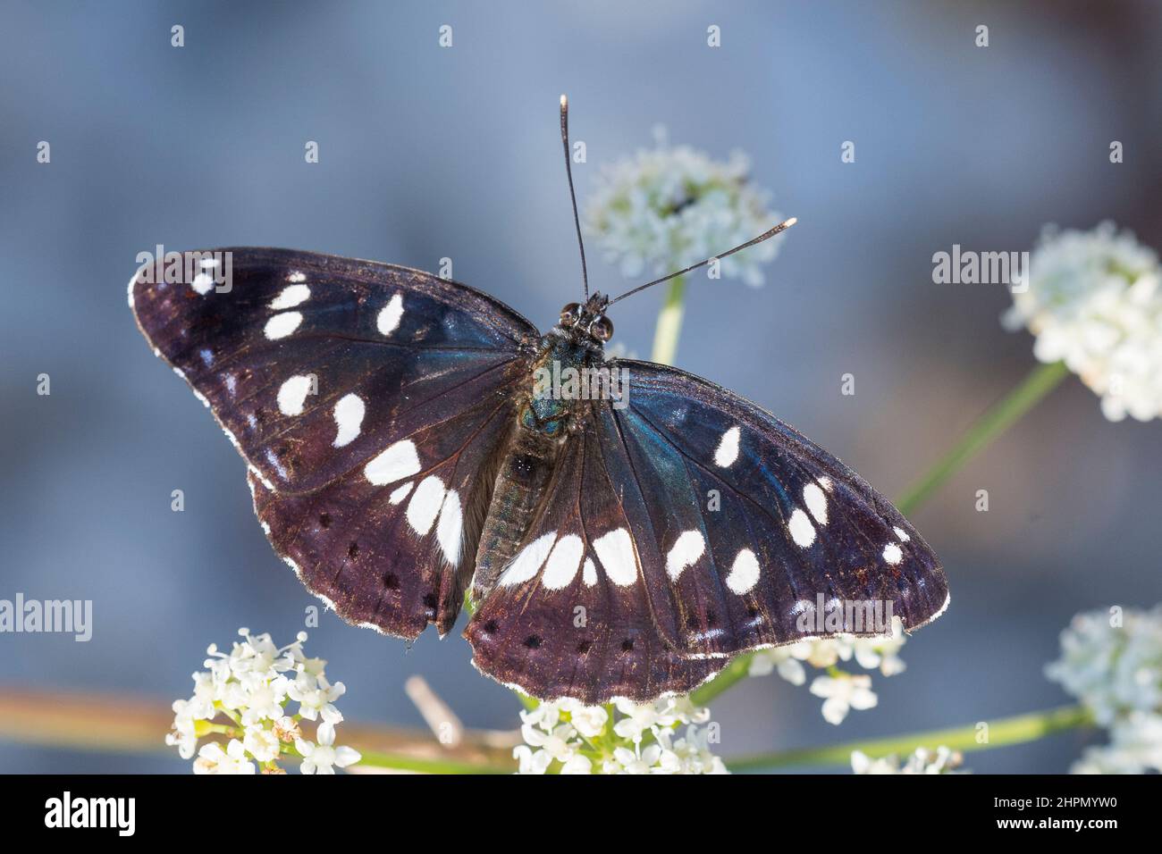 Limenitis reducta, the southern white admiral, is a butterfly of the family Nymphalidae Stock ...