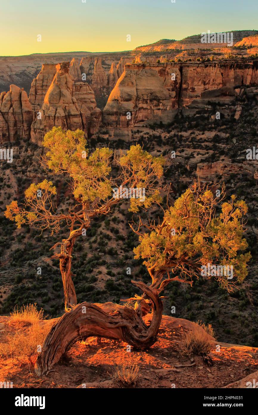 Juniper tree at Grand View overlook in Colorado National Monument ...