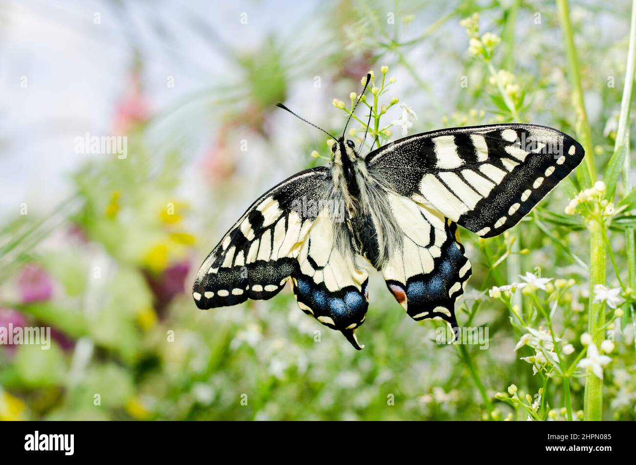 Papilio machaon, the Old World swallowtail, is a butterfly of the family Papilionidae, freshly ...