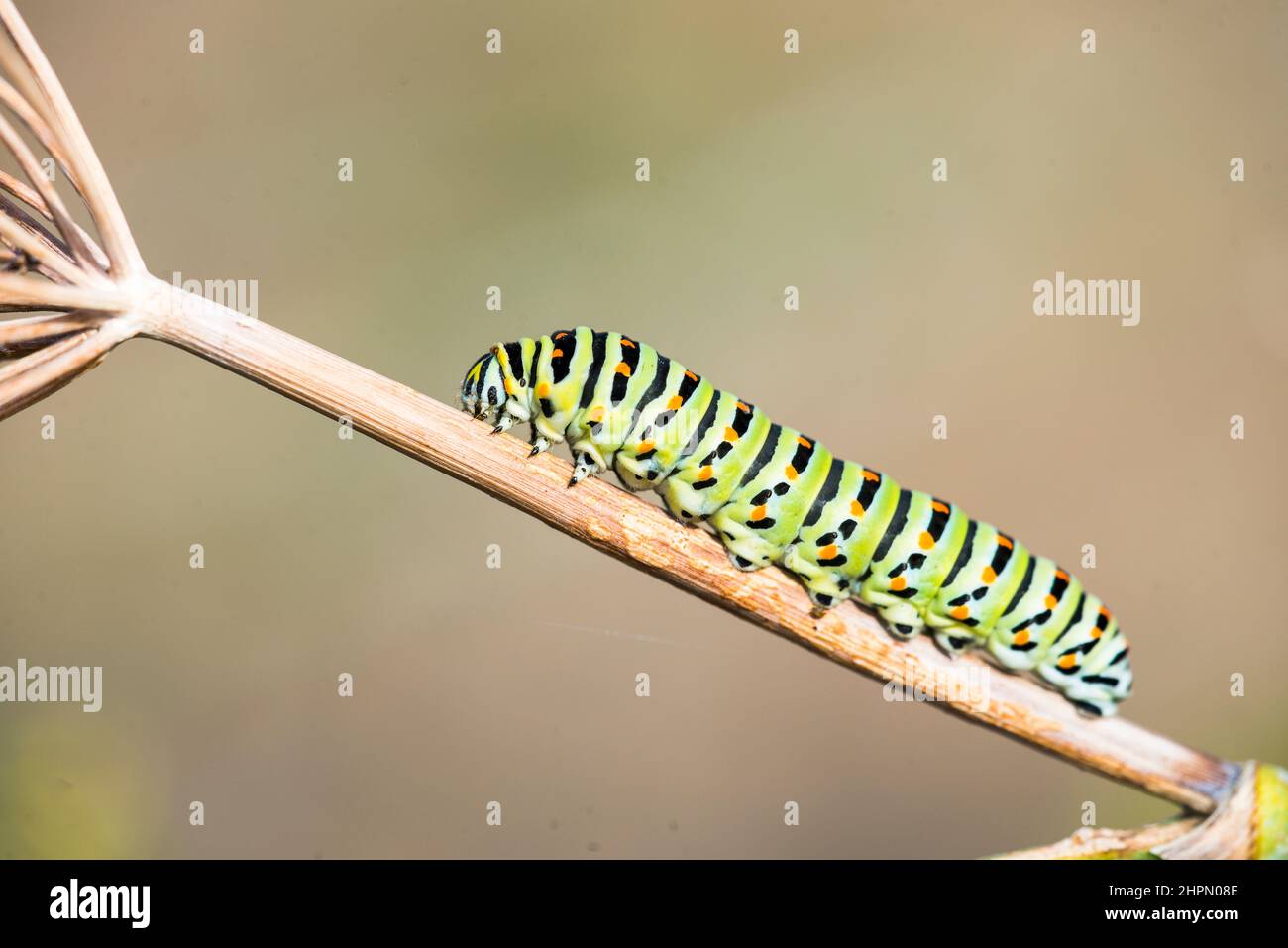 Papilio machaon, the Old World swallowtail, is a butterfly of the family Papilionidae Stock ...