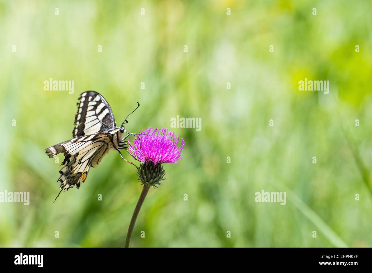 Papilio machaon, the Old World swallowtail, is a butterfly of the family Papilionidae Stock ...