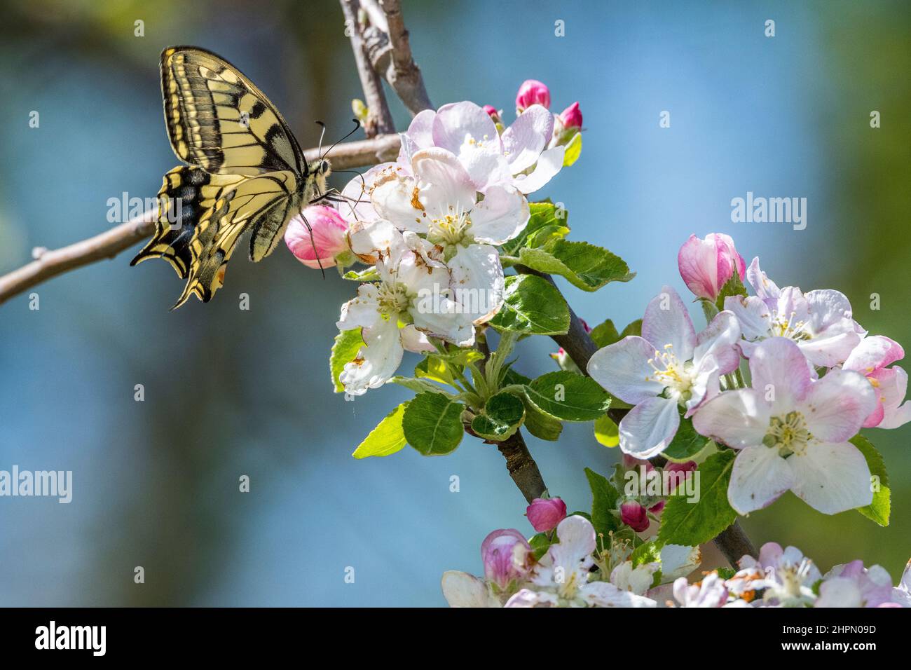 Papilio machaon, the Old World swallowtail, is a butterfly of the family Papilionidae Stock ...