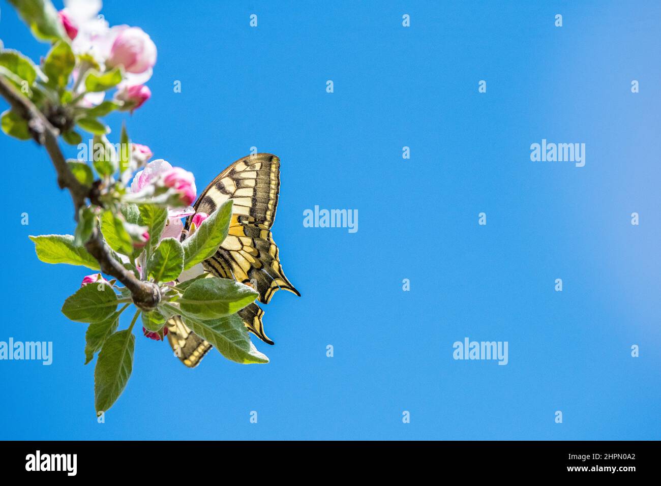 Papilio machaon, the Old World swallowtail, is a butterfly of the family Papilionidae Stock ...