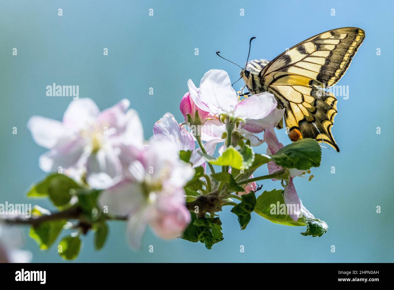 Papilio machaon, the Old World swallowtail, is a butterfly of the family Papilionidae Stock ...