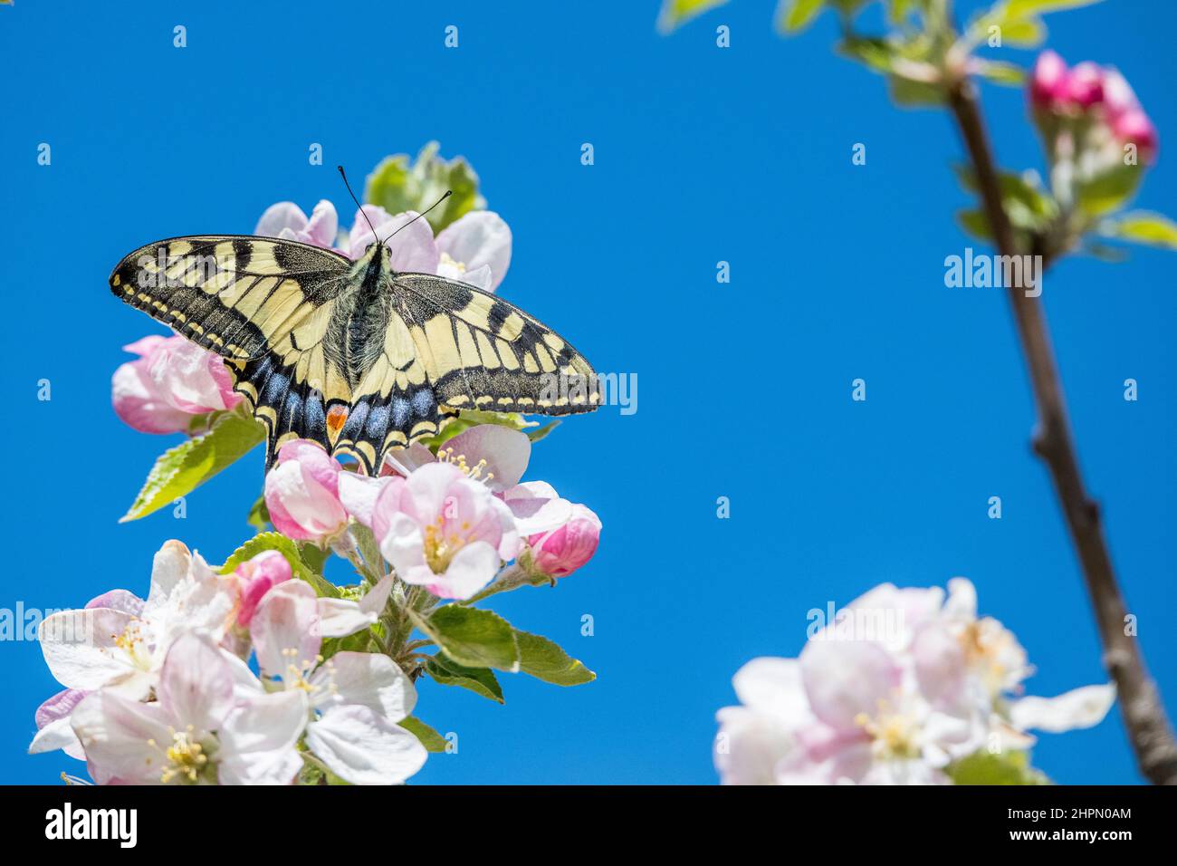Papilio machaon, the Old World swallowtail, is a butterfly of the family Papilionidae Stock ...