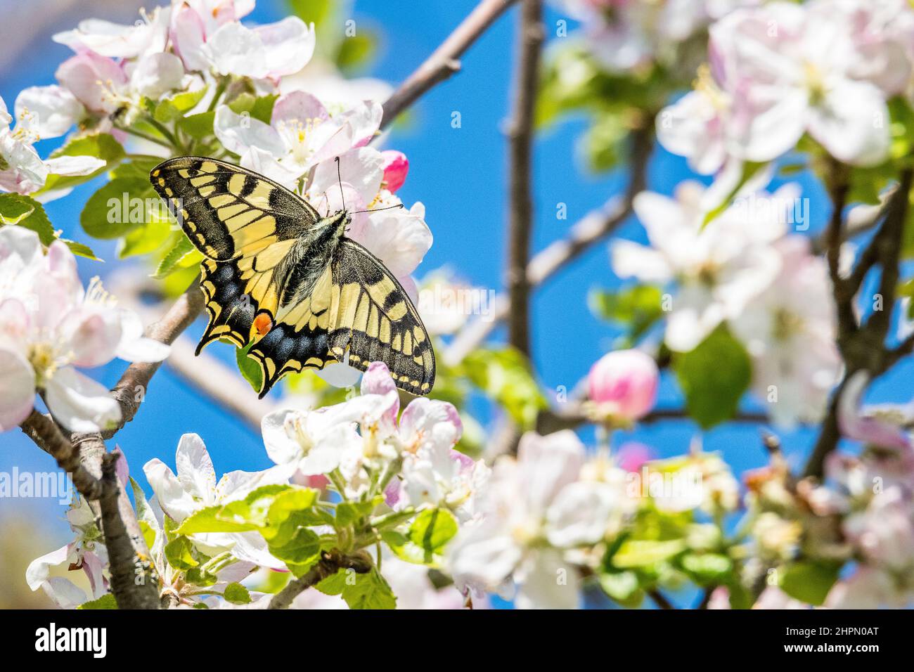 Papilio machaon, the Old World swallowtail, is a butterfly of the family Papilionidae Stock ...