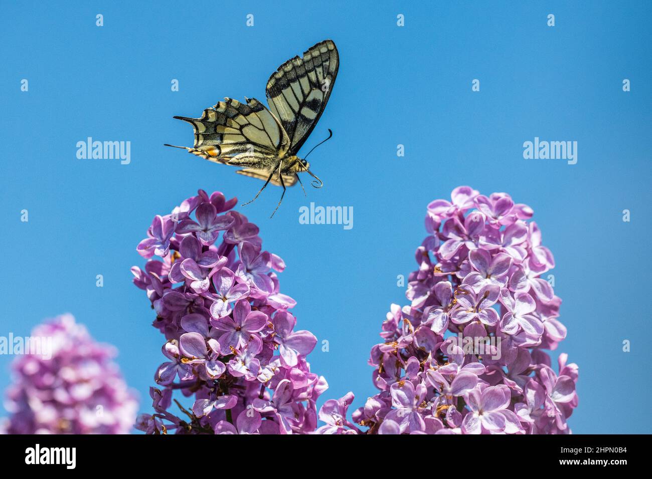 Papilio machaon, the Old World swallowtail, is a butterfly of the family Papilionidae Stock ...