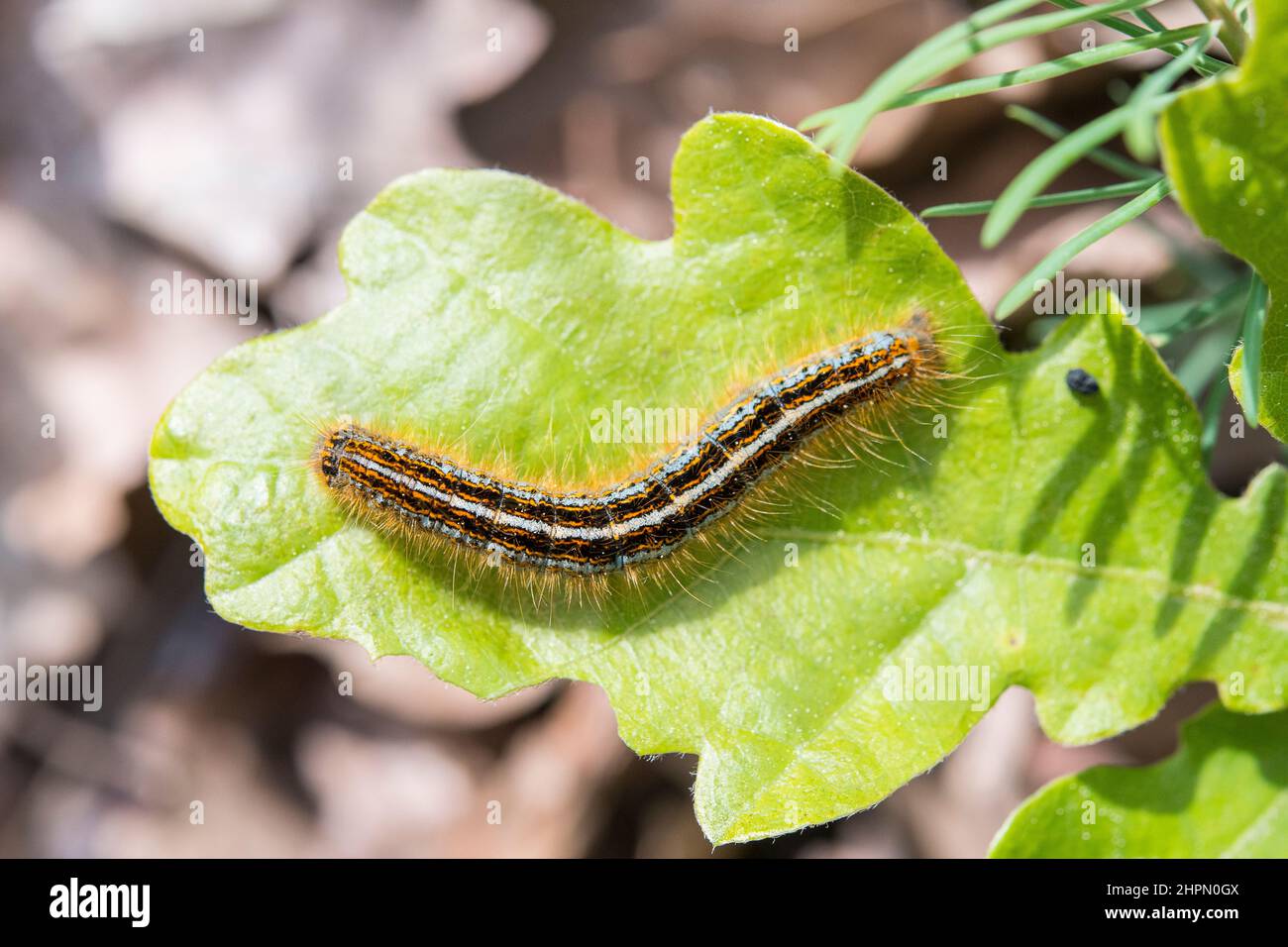 The lackey moth (Malacosoma neustria) is a moth in the family ...