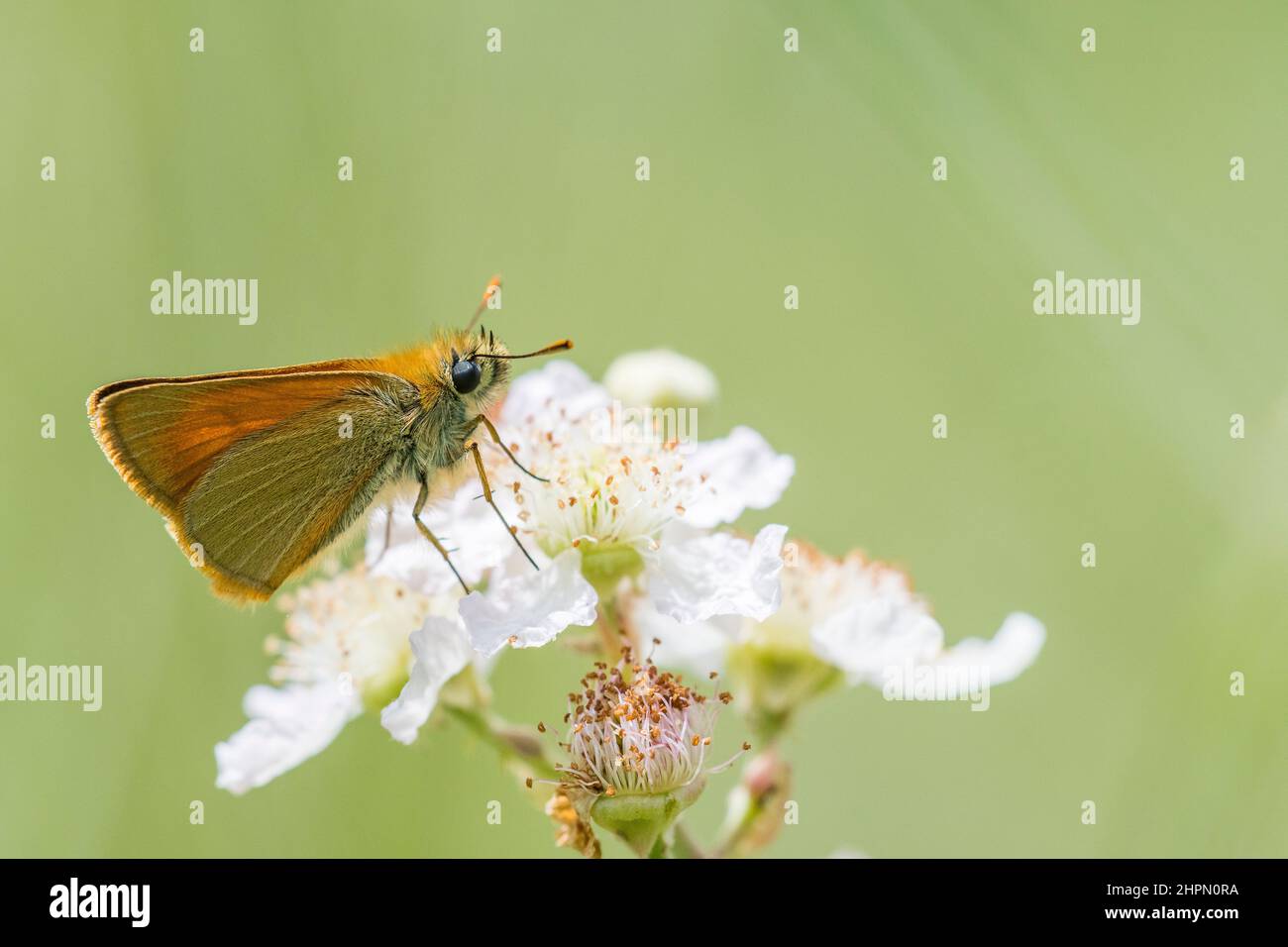 The small skipper (Thymelicus sylvestris) is a butterfly of the family ...