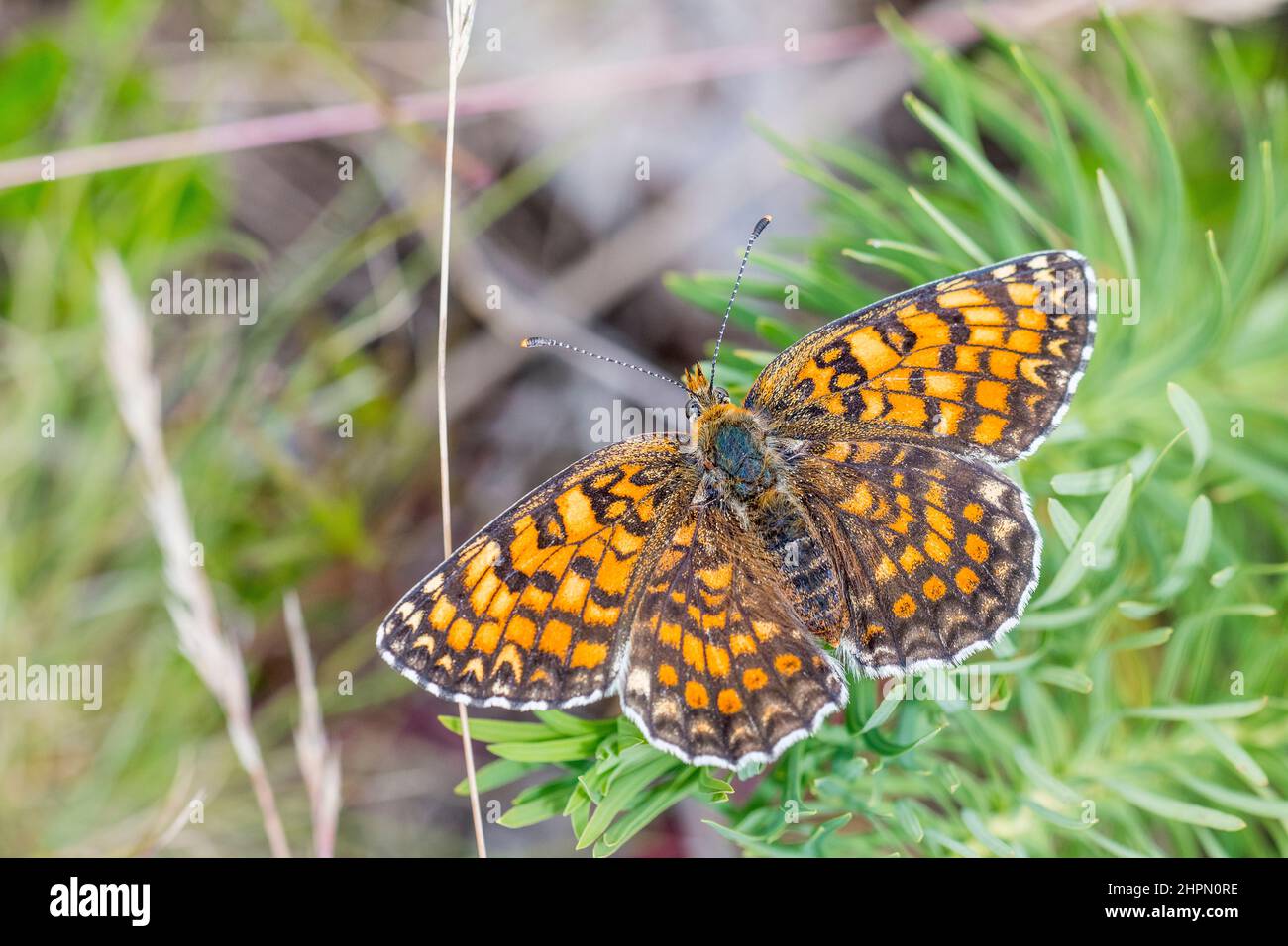 Melitaea phoebe, the knapweed fritillary,[1] is a butterfly of the ...