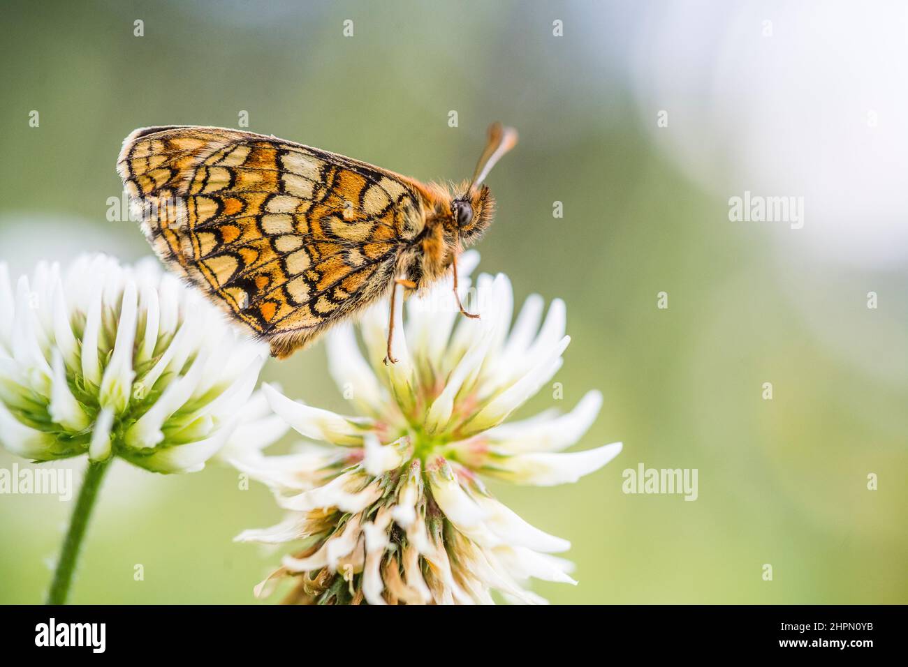 Melitaea aurelia, Nickerl's fritillary, is a butterfly of the family ...