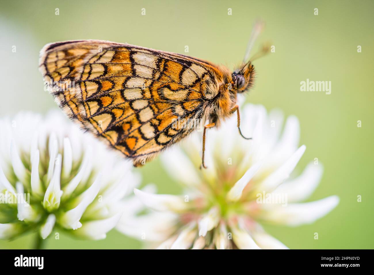 Melitaea aurelia, Nickerl's fritillary, is a butterfly of the family ...