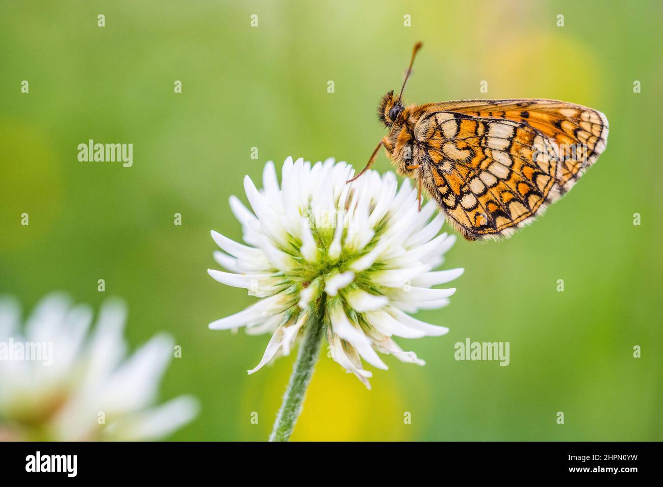 Melitaea aurelia, Nickerl's fritillary, is a butterfly of the family ...