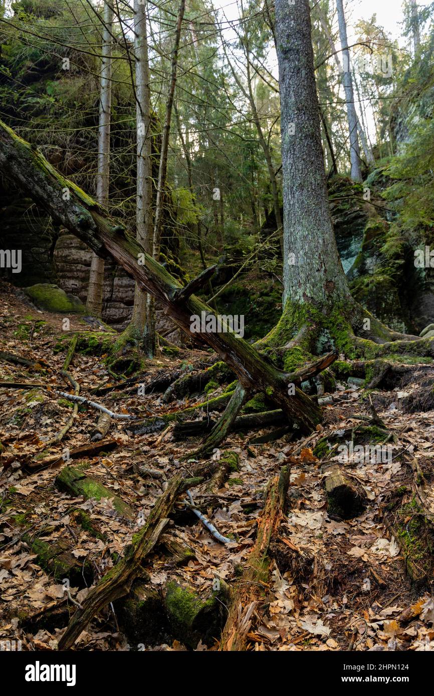 landscape called swedish holes in the Elbe sandstone mountains Stock ...
