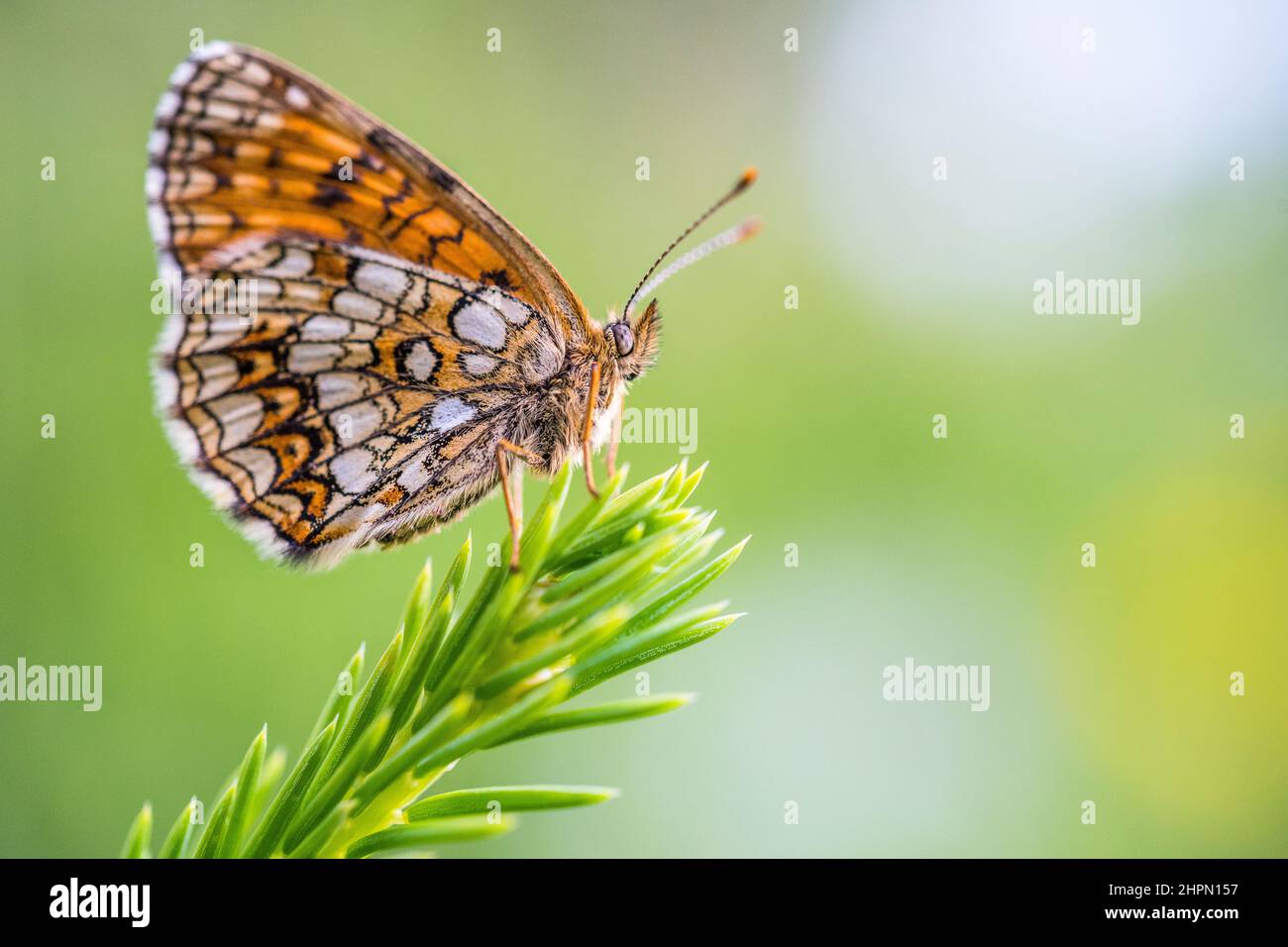 Melitaea diamina, the false heath fritillary, is a butterfly of the ...