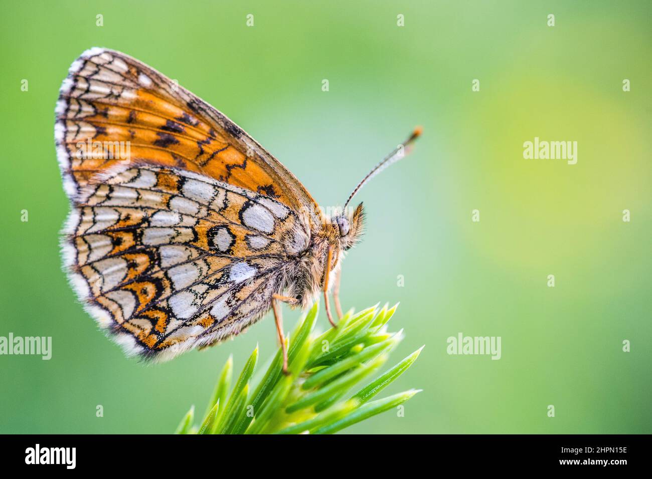 Melitaea diamina, the false heath fritillary, is a butterfly of the ...