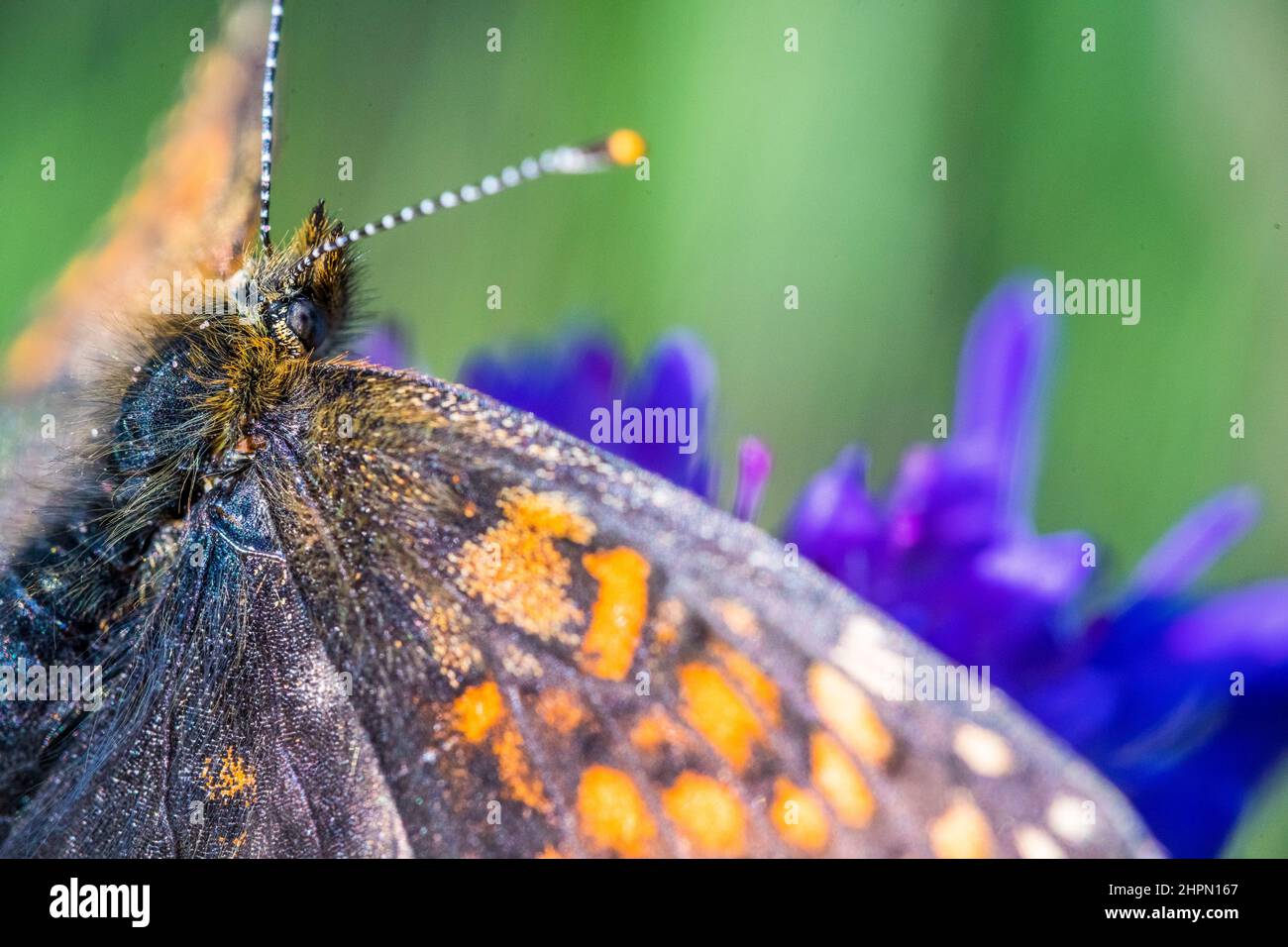 Melitaea diamina, the false heath fritillary, is a butterfly of the ...