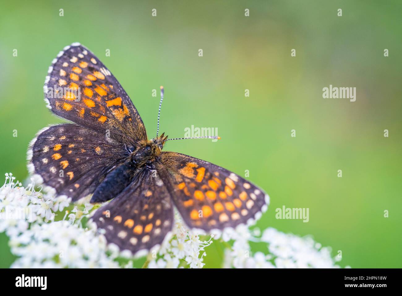 Melitaea diamina, the false heath fritillary, is a butterfly of the family Nymphalidae, female ...
