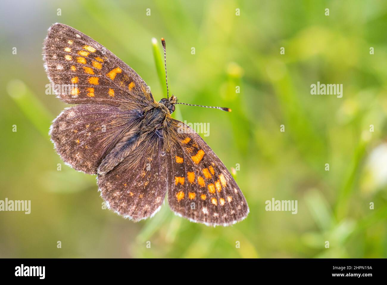 Melitaea diamina, the false heath fritillary, is a butterfly of the family Nymphalidae, female ...