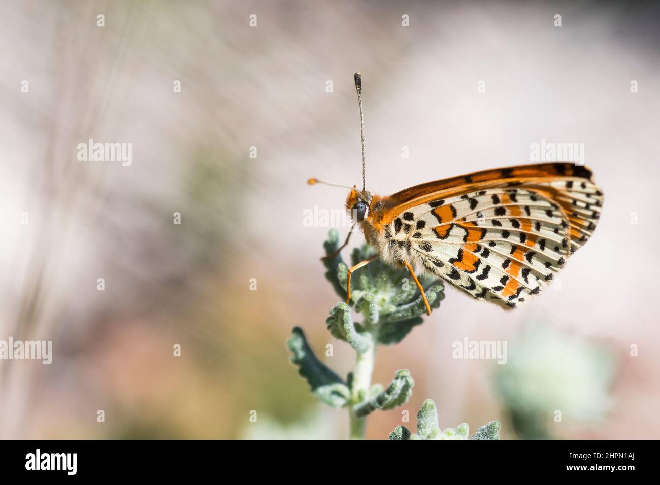 Melitaea didyma, the spotted fritillary or red-band fritillary, is a ...