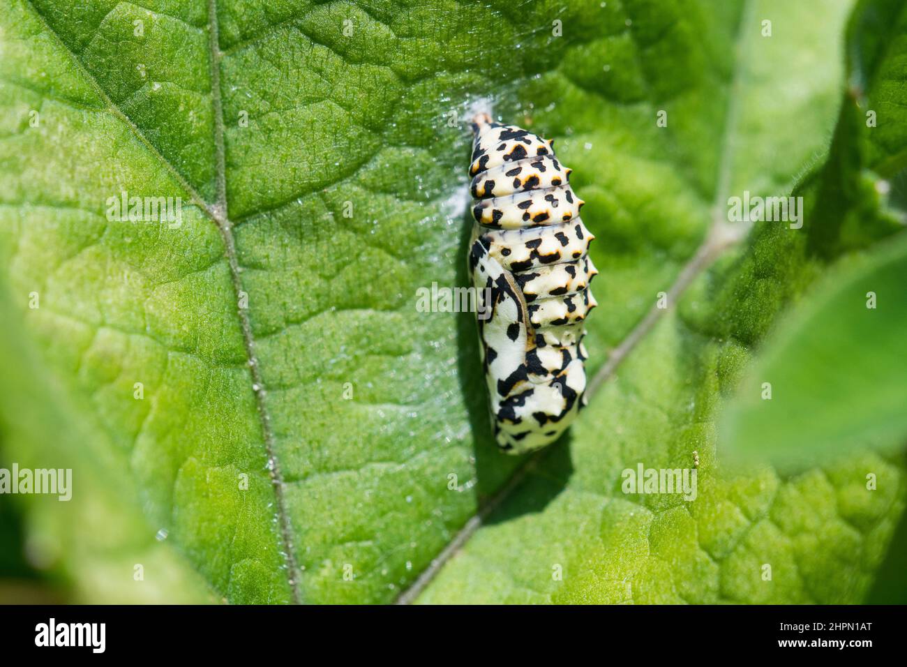Melitaea didyma, the spotted fritillary or red-band fritillary, is a ...
