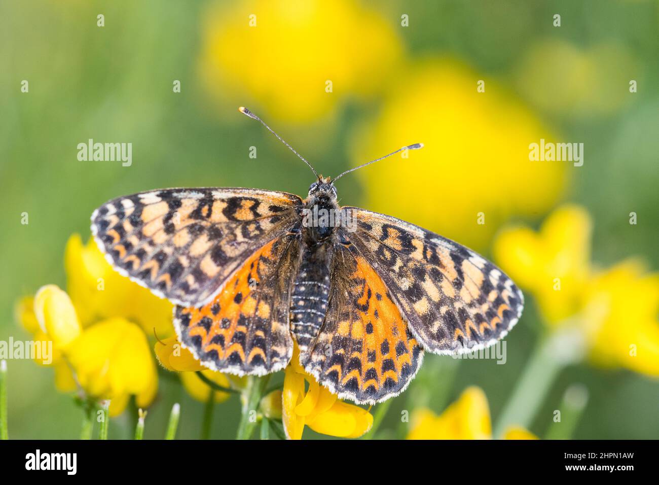 Melitaea didyma, the spotted fritillary or red-band fritillary, is a ...