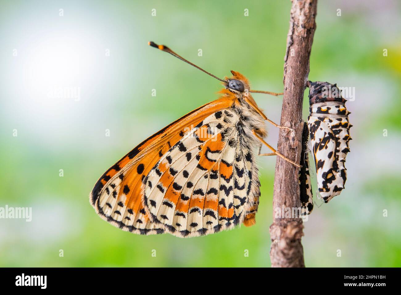 Melitaea didyma, the spotted fritillary or red-band fritillary, is a ...