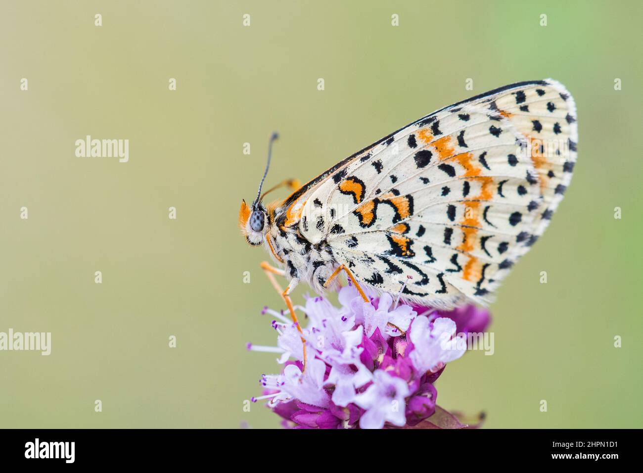 Melitaea didyma, the spotted fritillary or red-band fritillary, is a ...