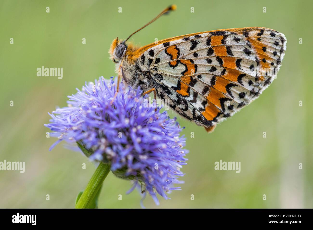 Melitaea didyma, the spotted fritillary or red-band fritillary, is a ...