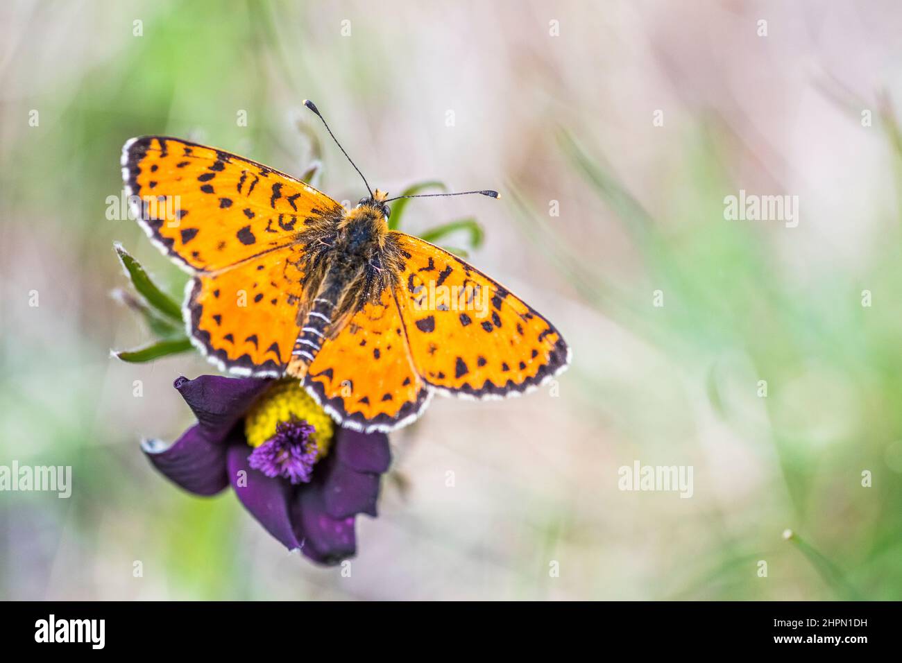 Melitaea didyma, the spotted fritillary or red-band fritillary, is a ...