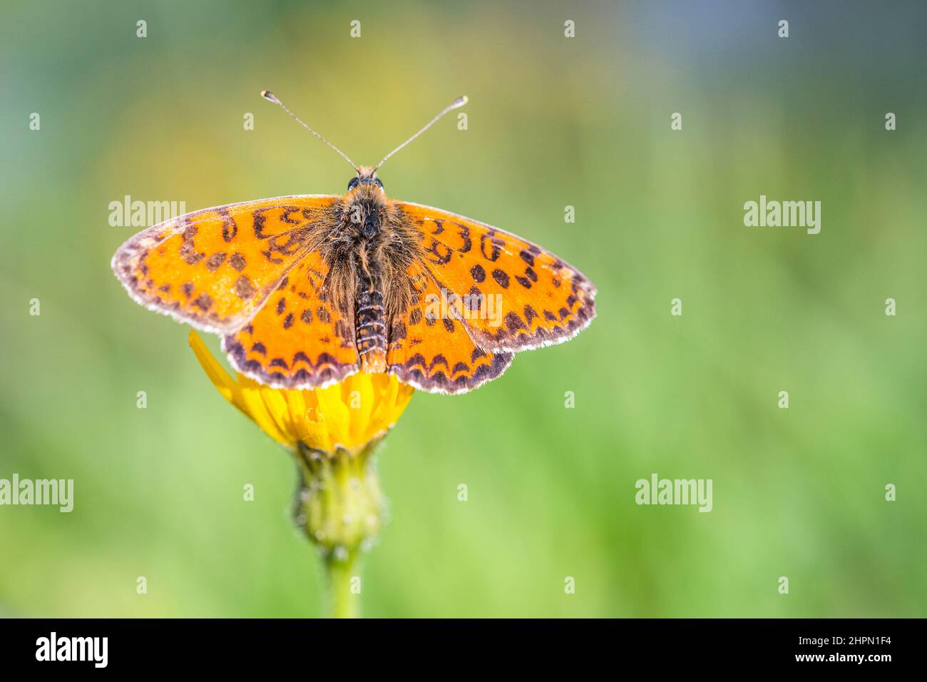 Melitaea didyma, the spotted fritillary or red-band fritillary, is a ...