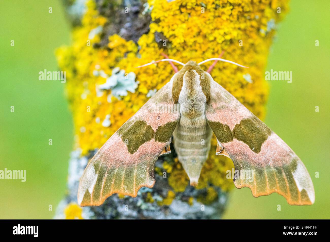 Mimas tiliae, the lime hawk-moth, is a moth of the family Sphingidae ...