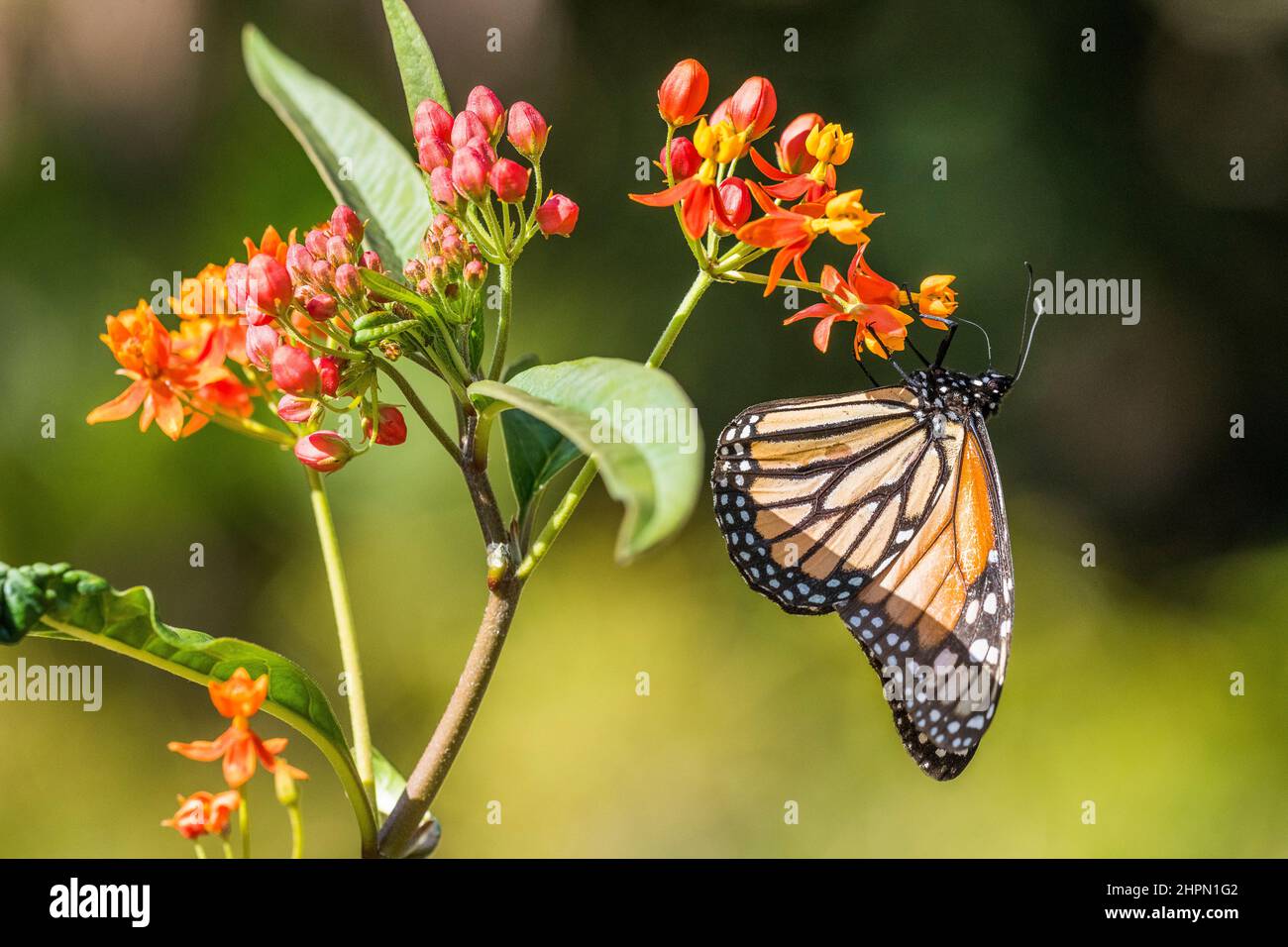 The monarch butterfly or simply monarch (Danaus plexippus) is a ...