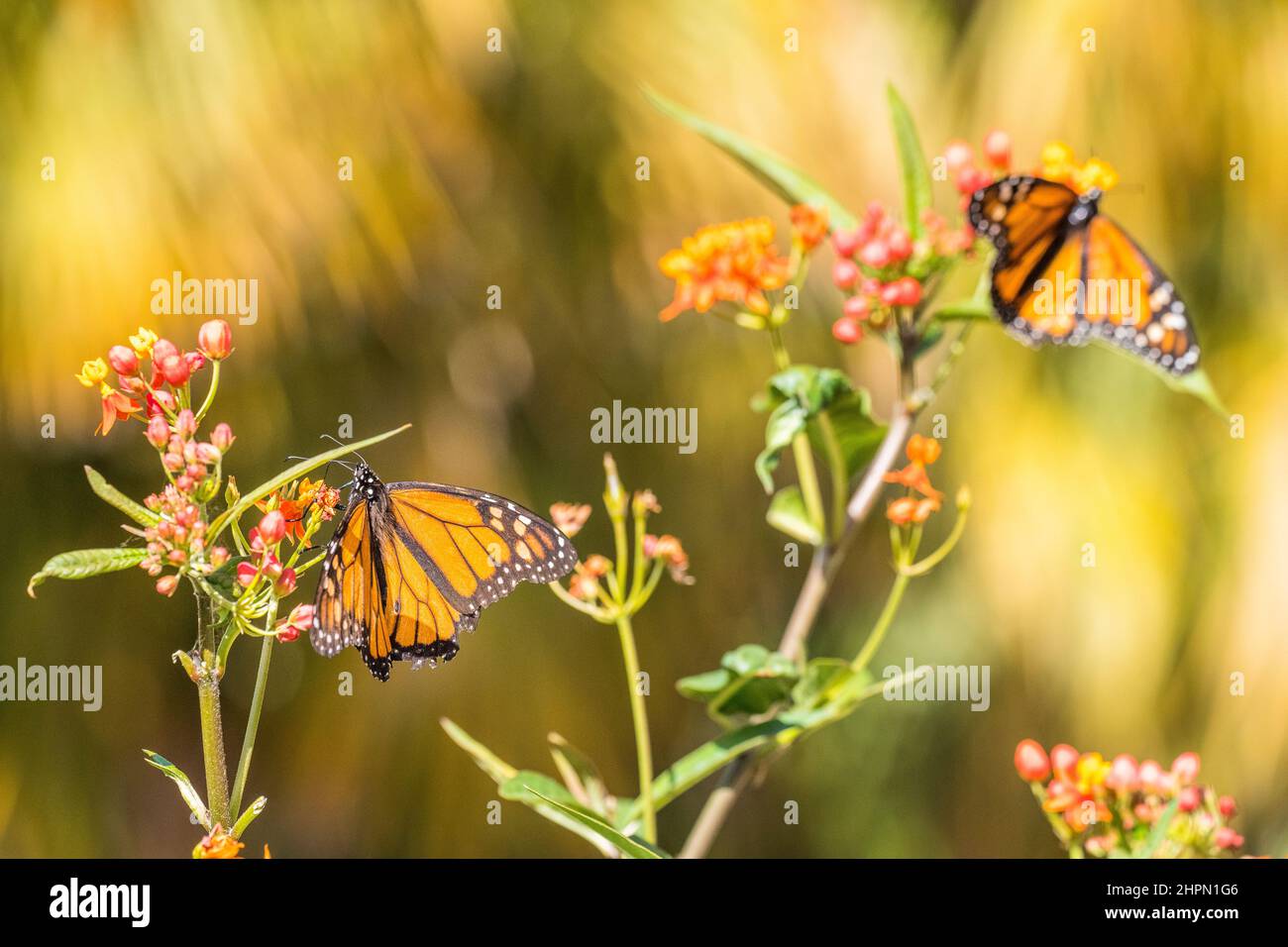 The monarch butterfly or simply monarch (Danaus plexippus) is a ...