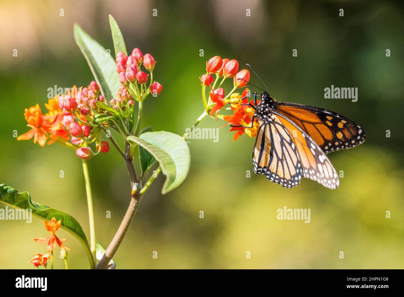 The monarch butterfly or simply monarch (Danaus plexippus) is a ...