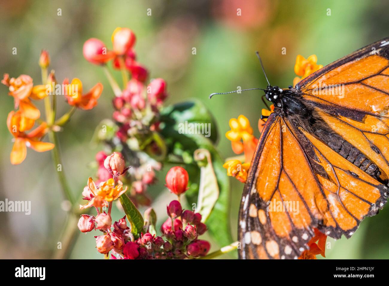 The monarch butterfly or simply monarch (Danaus plexippus) is a ...