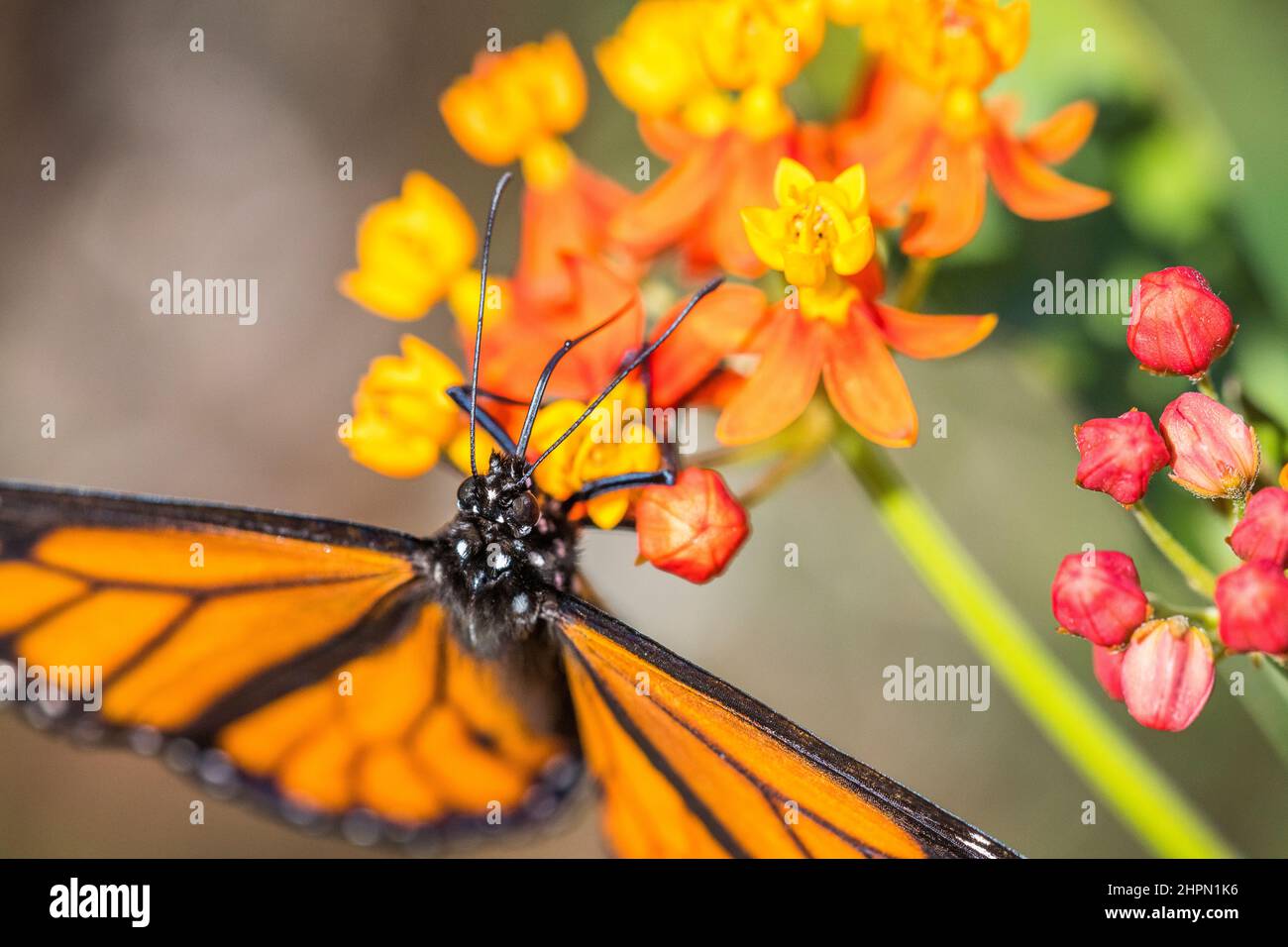 The monarch butterfly or simply monarch (Danaus plexippus) is a ...