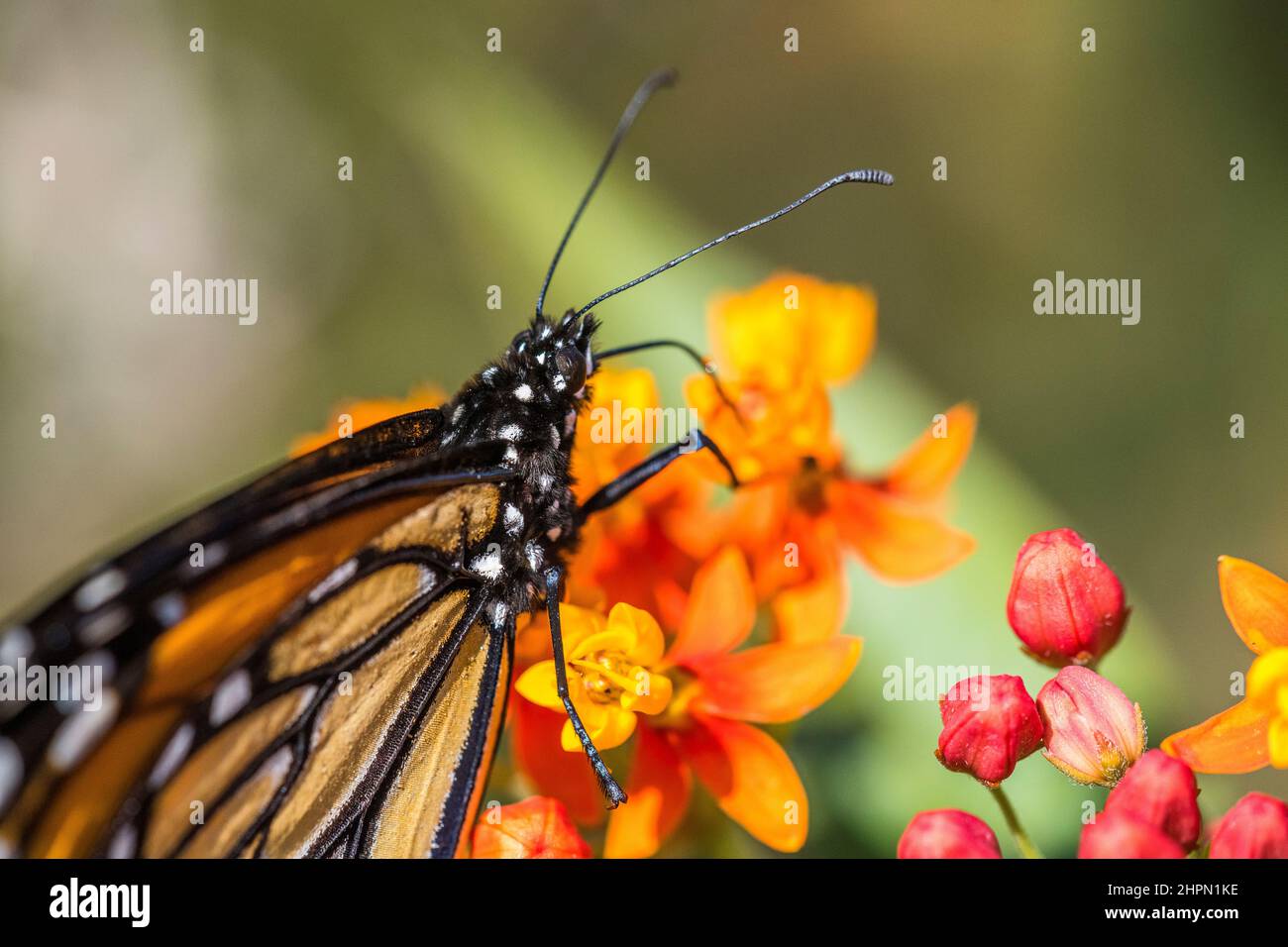 The monarch butterfly or simply monarch (Danaus plexippus) is a ...
