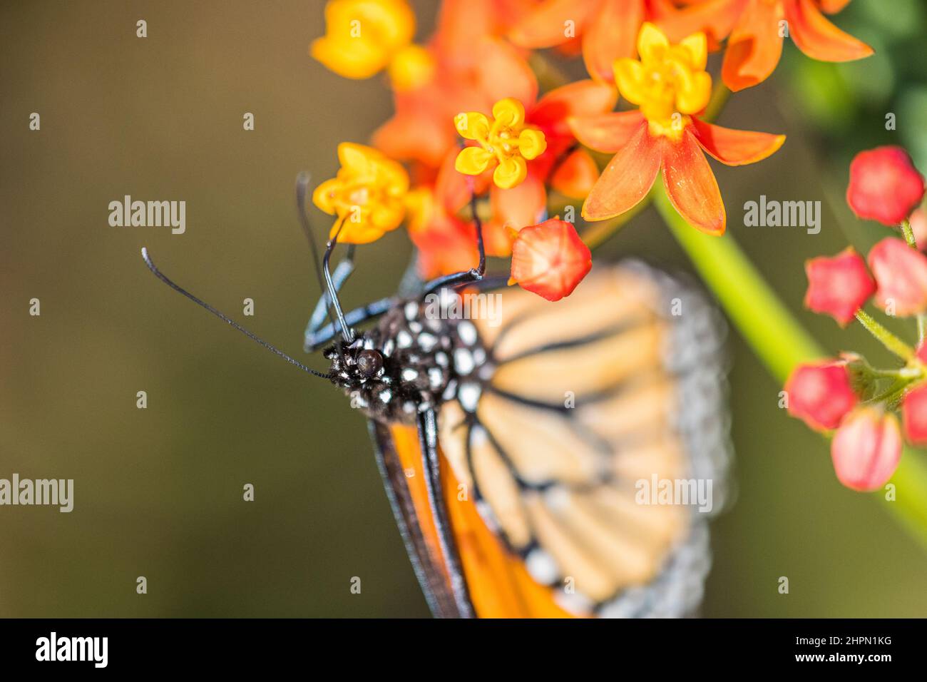 The monarch butterfly or simply monarch (Danaus plexippus) is a ...