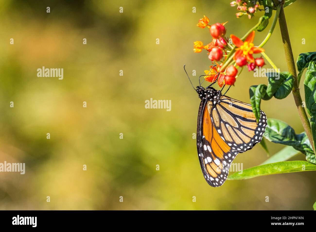 The monarch butterfly or simply monarch (Danaus plexippus) is a ...