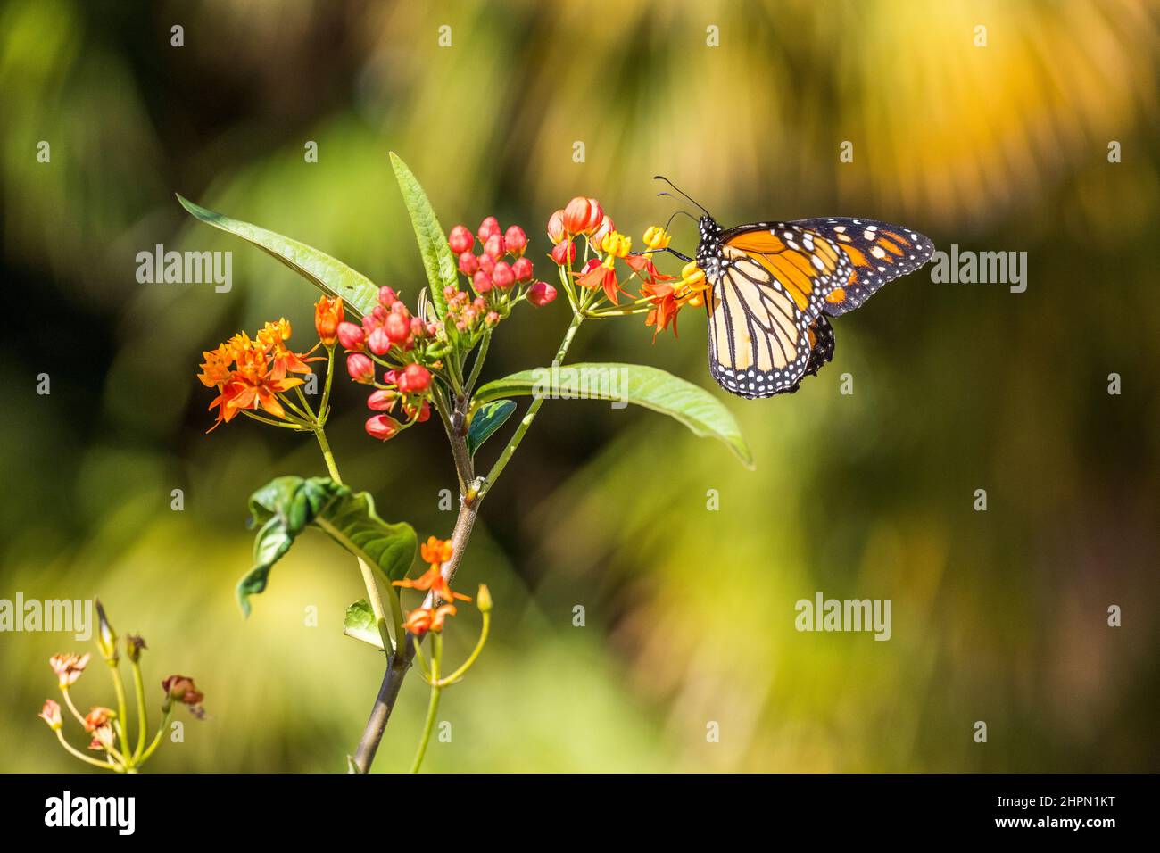 The monarch butterfly or simply monarch (Danaus plexippus) is a ...